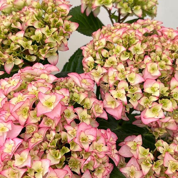★花が咲き進んでいるため特価です。ギフトにはご利用いただけません。花を切り戻してのお届けとなる場合があります★★入荷から日数が経ったためセール価格となりました。商品の状態は画像と異なる場合があります。★プリマドンナは濃い紅の縁取りからピンク...