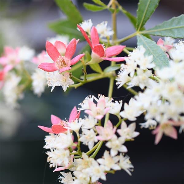 オーストラリアの常緑低木・花とオレンジのガクが長く楽しめる人気種 クリスマスブッシュはオーストラリア原産の常緑低木。現地で11月〜1月頃に開花することからこの名前がついています。日本では晩春から初夏にかけて開花します。小さな白い花を咲かせた...
