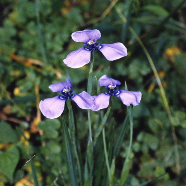 チリアヤメは南米（チリ・アルゼンチン等）原産で、大正時代に渡来した球根植物です。薄紫の美しい花を咲かせます。1日花ですが蕾が次々とあがり、開花するので長く楽しめます。また性質は強健で特に病気もありません。丈夫で栽培も簡単なので、温暖な地域な...