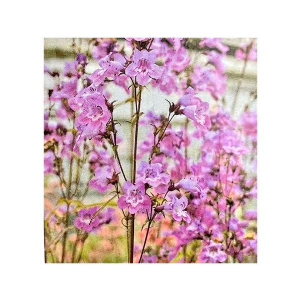 冬は銅葉が美しく寒さに強い宿根草 ヤナギチョウジ ★入荷から日数が経ったためセール価格となりました。商品の状態は画像と異なる場合があります。★ペンステモン スモーリー・バイオレットダスクは薄紫の美しい花を咲かせるペンステモンです。細身のすっ...