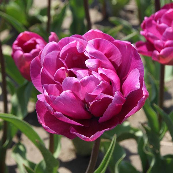 ブルーダイアモンドは上品な明るめの紫色の八重咲きチューリップです。花壇、鉢植えのほか、切り花に最適です。※詳しい商品説明は下のほうに記載があります