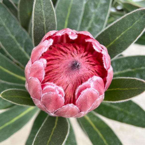 プロテアピンクアイスは、その赤みの強いピンクの苞葉に惹きつけられます。花の中心点は黒く、霜が降ったようにふわふわの毛が花と苞葉の先端を包み込み、神秘的です。プロテア属はオーストラリアや南アフリカなどに分布する常緑低木です。多数の花が集まって...