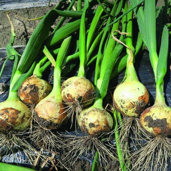 【発売日：2026年10月22日】サントリーフラワーズの本気野菜(R)たまねぎシリーズ。極早生スイートはサラダに最適な早生品種。多汁で甘みがあり、辛味が少ないため生食でサラダにも。※詳しい商品説明は下のほうに記載があります