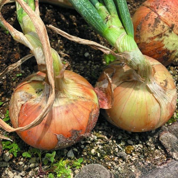【発売日：2026年10月22日】サントリーフラワーズの本気野菜(R)たまねぎシリーズ。中生コクうま(R)は貯蔵性に優れた中生大玉品種。肉厚で歯切れの良い食感が特徴で、12月まで貯蔵可能。※詳しい商品説明は下のほうに記載があります