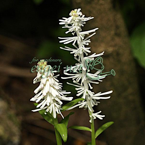 コシキシライトソウ山地の日陰に生える多年草です。花の様子から「白糸草」の名がつきました。葉はロゼット状で、春に株元から花茎が伸び、先端に白い糸のような花を穂状につけます。暑さ、寒さにも強く、切花・寄せ植え・浅鉢へ単品で群生させても美しいです...