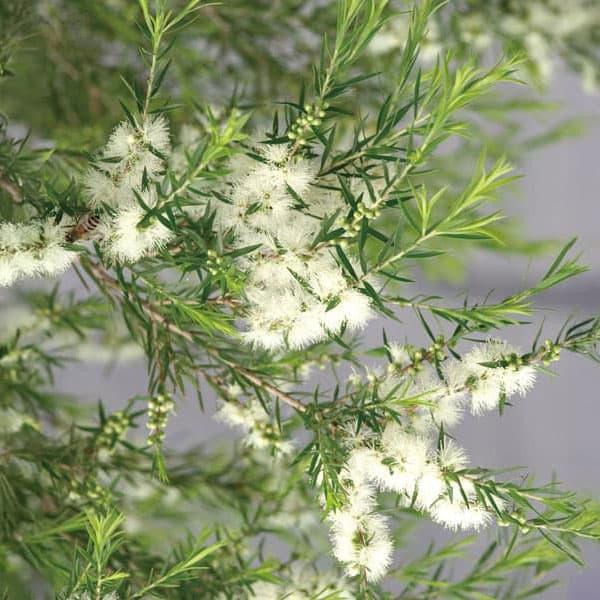 ガーデニングに好適 メラレウカはカリステモンとユーカリに似た植物で、主にオーストラリアに１５０種有ります。 繊細な葉と可愛らしい花が特徴です。 ※詳しい商品説明は下のほうに記載があります