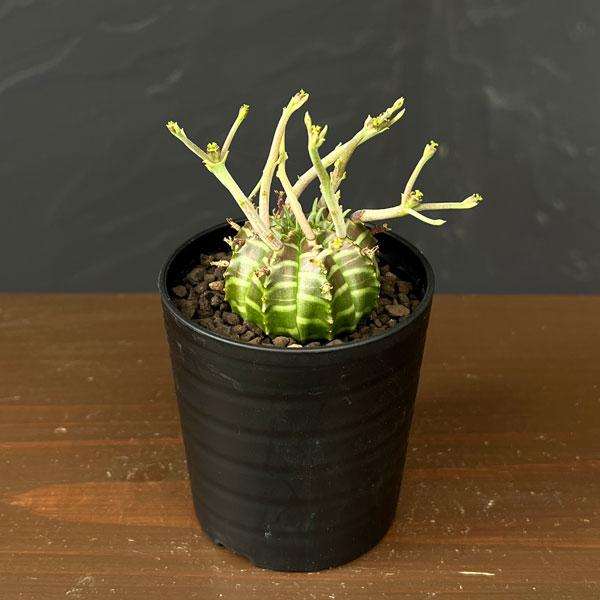 球状のユーフォルビア。トゲのように見えるのは花茎が枯れて残ったもので、とても個性的です。スーパーバリダは特に花茎が長く残る良血統を選抜しました。多肥にせず、ゆっくり育てることで綺麗な球形を保ちながら成長します。※詳しい商品説明は下のほうに記...