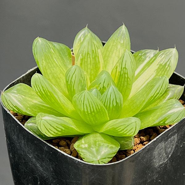 美しい斑入りのハオルチアが入荷しました！ハオルチアはぷにぷにとした姿のかわいい多肉植物。南アフリカのケープ地方などに自生する多肉植物の仲間です。多肉植物の中では最も小型で強健な種が多いのが特徴です。色や形は多種多様ですが、いずれの品種も乾燥...