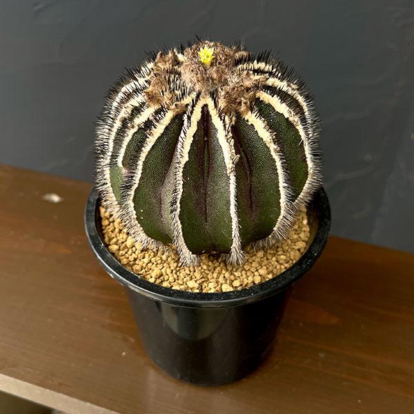 多肉植物 現品販売 ★現品販売★ユーベルマニア・ペクチニフェラは、ブラジル東部の限られた地域に自生するサボテンです。黒みを帯びた美しい肌と、櫛（くし）の歯のように整然と並ぶ細かな刺が特徴で、独特の存在感を放ちます。※詳しい商品説明は下のほう...