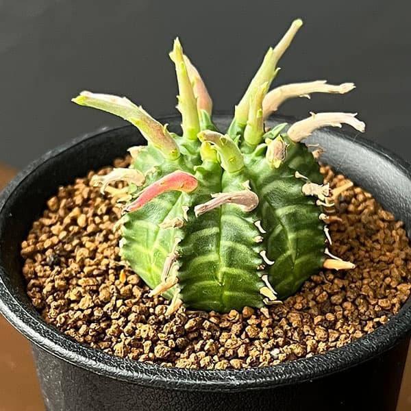 ★現品販売★多肉植物で有名なナーセリーカクトロコで交配育種されたスーパーバリダの実生選抜株です！球状のユーフォルビア。トゲのように見えるのは花茎が枯れて残ったもので、とても個性的です。多肥にせず、ゆっくり育てることで綺麗な球形を保ちながら成...