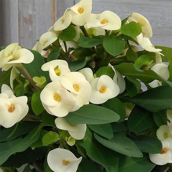 シャインキッスはトゲが少ない・柔らかいのでチクチクしない、台湾生の画期的な花キリン。中輪系で連続開花しやすく、暑い夏にも休まず咲いてきます。しかも花が大きく華やかです。丸くて可愛い花が、春から霜が降りる頃までずっと咲き続けます。丈夫な品種で...