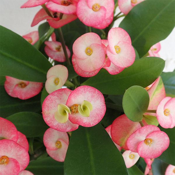 トゲが少なく画期的な花麒麟 ★入荷から日数が経ったためセール価格となりました。商品の状態は画像と異なる場合があります。★シャインキッスはトゲが少ない・柔らかいのでチクチクしない、台湾生まれの画期的な花キリン。中輪系で連続開花しやすく、暑い夏...