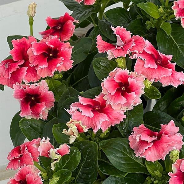 北島園芸さんの世界初のフリンジビンカ。四季咲き性で、花持ちが良く花落ちがしにくい品種ため、水あげが良いので、切り花としても楽しめます。生育が旺盛なので、大きめの鉢やプランター、花壇などに植え付けて楽しんで下さい。※詳しい商品説明は下のほうに...
