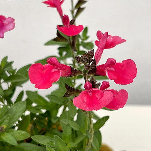 タナマイシリーズは、非常にコンパクトな草姿のチェリーセージです。花付きが良く、発色の良い花をたくさん咲かせ、こんもりとした草姿は寄せ植えでも単品植えでも活躍してくれます。※詳しい商品説明は下のほうに記載があります