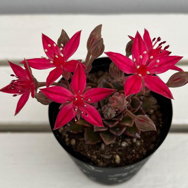 グラプトペタルムはロゼット状に葉を広げる多肉植物の仲間。キングスターはブロンズカラーが重厚感がありかっこいい品種です。花としての観賞価値も高く、鮮やかな赤い大輪花を咲かせます。乾燥に強く、水やりの頻度はかなり少なめでも大丈夫です。※詳しい商...