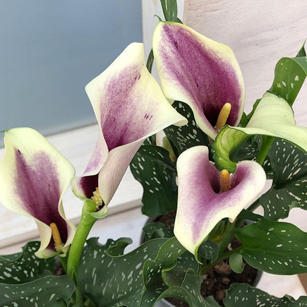 華やかな色の花を花壇・鉢植え・切り花で楽しむ球根植物・カラーの芽出し苗です。フェルメールは白系の花弁に中心が紫桃色のグラデーションとなる美しい花色の人気品種です。カラーには湿地性の品種と畑地性の品種がありますが、この品種は畑地性なので、普通...