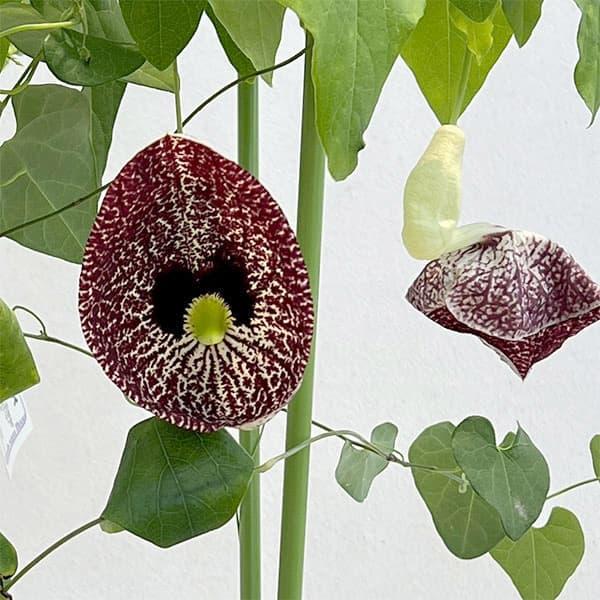 熱帯の植物 ★花終わりのため特価です★アリストロキア・ギガンティアはパナマ原産のウマノスズクサ科のつる性植物。袋状の奇妙な花を咲かせます。花の中央に袋があり、内側には網目の模様があります。この花の袋に昆虫を閉じ込めて受粉をさせます。※詳しい...