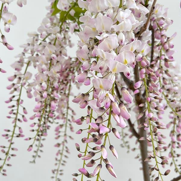 フジは晩春から季節の風物詩となっている落葉つる性木本です。棚作りが一般的でしたが、最近は1本立ちの立木つくり、スタンダード作りや、鉢植え、窓辺やアーチに這わせるなど、洋風の庭のガーデニング素材としても人気です。藤にはヤマフジとノダフジがあり...