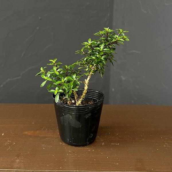 和物観葉　★入荷から日数が経ったためセール価格となりました。商品の状態は画像と異なる場合があります。★2号ポットのミニ盆栽用苗木です。1955年から3代続く盆栽園「明松園」さんで仕立てられたcasualbonsaiシリーズです。小さいながら...
