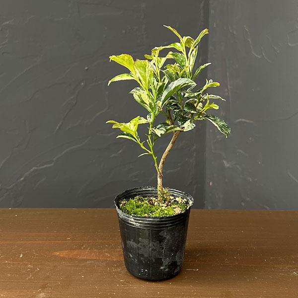 和物観葉　★入荷から日数が経ったためセール価格となりました。商品の状態は画像と異なる場合があります。★2号ポットのミニ盆栽用苗木です。1955年から3代続く盆栽園「明松園」さんで仕立てられたcasualbonsaiシリーズです。小さいながら...