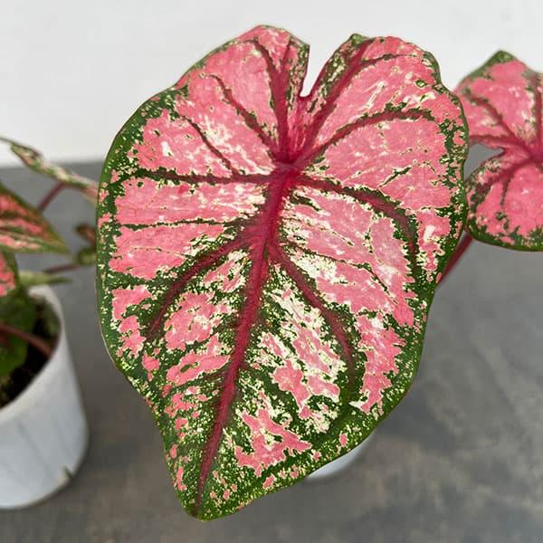 美しい葉色を楽しむ夏の観葉植物、カラジウム。この品種は一般的なカラジウムと同じく鉢植えで観葉植物として室内で楽しめますが、気温が高くなってきたら戸外に出し、徐々に強い日差しにならせば、夏の花壇で寄せ植えなどに使えます。葉焼けしにくく、古くな...