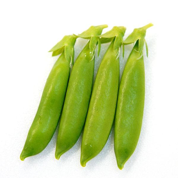 【発売日：2026年10月22日】スジナインスナップ(R)は莢数が多いので収量も多く、病気にも強い。曲莢なども少なく、とても綺麗な形の莢で果肉とマメに甘みが強くあり、とても美味しい。※詳しい商品説明は下のほうに記載があります