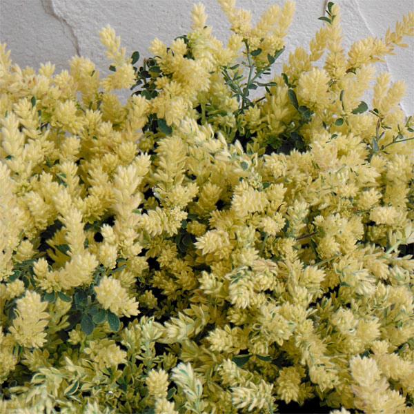 新芽が黄緑色になり、うぶ毛の生えたライムグリーンの葉とのコントラストが美しい植物です。横にも広がってくるのでハンギングや寄せ植えなど、またガーデンでもカラーリーフとしてオススメです。夏には黄色味が消え全体的にシルバーがかったグリーンとなりま...