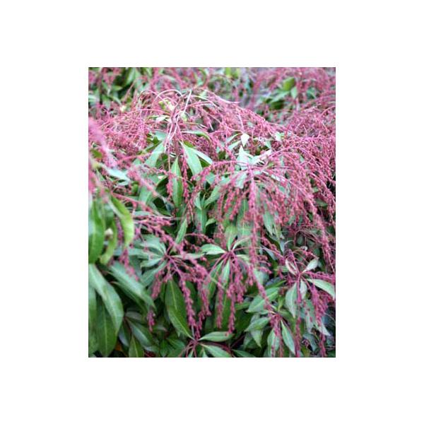 ★入荷から日数が経ったためセール価格となりました。商品の状態は画像と異なる場合があります。★万葉の昔から、歌にもうたわれたつつじ科の常緑低木です。華やかではありませんが、しっとりとした雰囲気のある花木です。春先に赤く芽吹く若葉が美しく、春に...