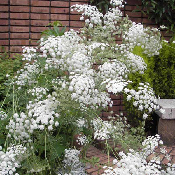 ホワイトレースフラワー（アンミ）はナチュラルテイストのガーデンでよく栽培される人気の1年草。すらりと伸びた茎の先に、細かな白い花が集まって咲き、繊細なレースのようです。1株だけ植えてもよく枝分かれし、たくさんの花を咲かせます。切花にもぴった...