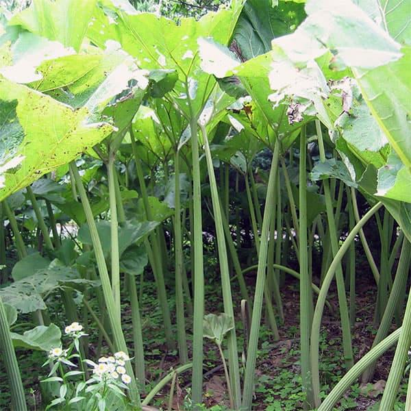 さわやかなフキは、ほろ苦さと香りが喜ばれ、春の日本料理に欠かせないもの。半日陰のやや湿った土地に生えます。サホロフキ（佐幌蕗）は、北海道十勝地方で栽培される非常に大型のフキ（アキタブキの系統）です。成長すると葉柄（茎の部分）が約2メートル、...