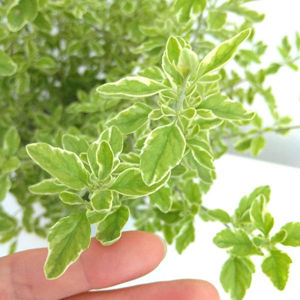 ミントの香りの常緑低木・広葉の斑入りプロスタンテラ ★入荷から日数が経ったためセール価格となりました。商品の状態は画像と異なる場合があります。★モンシェリーはミントブッシュの仲間で、黄覆輪の小さな葉を枝いっぱいに茂らせる魅力的な常緑低木です...