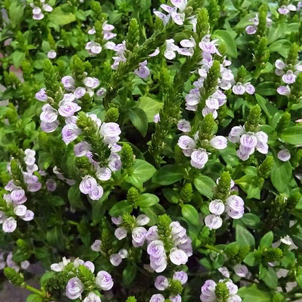ほふく性で横に広がり、グランドカバーにもなる四季咲の丈夫な草花 ピンクネックレスは南アフリカ原産の耐寒性多年草です。タツナミソウのようにほふくする枝をたくさん伸ばし、細かな葉を密生させ、茎の先端に小さなピンクの花を咲かせます。1本の花茎が下...