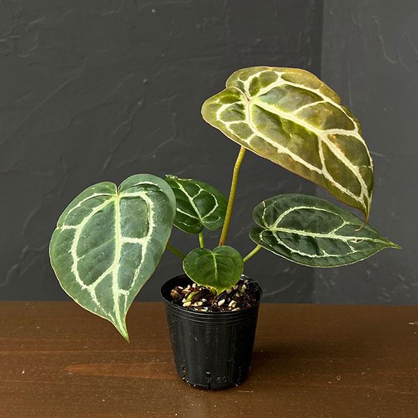 花ではなく、美しい葉を楽しむ観葉植物の原種アンスリウムです。株ごとに微妙に異なる美しい葉脈入りの葉がなんとも魅力的です。原種のアンスリウムは世界に600種以上あり、地生もしくは樹木等に着生し、茎が蔓性になるものや、ロゼット状・直立するもの等...