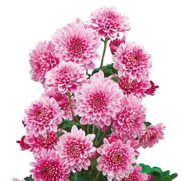 通常5〜7月に咲く菊を、電照して開花時期を後ろにずらし、8月中旬から咲いた状態となります。すぐに飾れます。今年は鉢植えで花をお楽しみいただき、花後に庭や花壇に植え替えておけば来年以降は5〜7月開花となり、草丈も高くなるので切り花としてもご利...