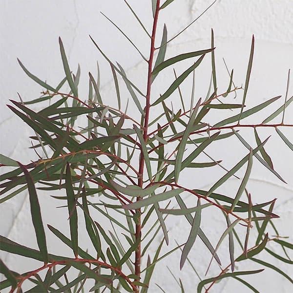 細葉の品種・育てやすく紅葉も楽しめる ユーカリはフトモモ科の常緑性高木。ニコリーはオーストラリア東南部の砂漠地帯原産の乾燥に強いユーカリです。ブラックペパーミントとも呼ばれる、香りがとても強い品種で、シャープなミント系の香りがあります。寒く...