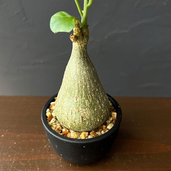 緑がかってぽってりしたお饅頭のような根元が魅力的な塊根植物（コーデックス）、ゲラルダンサスです。南アフリカのサバンナ地帯などが原産地で、緑がかった円錐状の塊根に、つやのあるアイビーのような形の葉を出します。成長はゆっくりめです。和名「眠り袋...