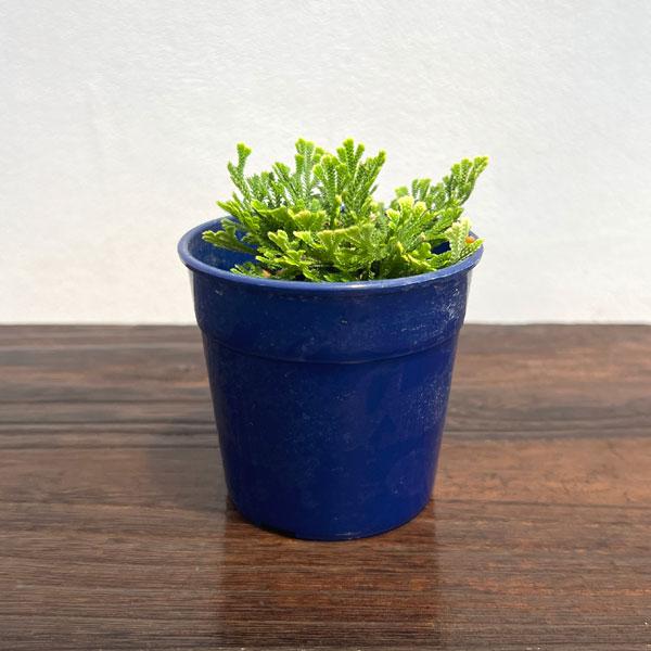 和物観葉　★入荷から日数が経ったためセール価格となりました。商品の状態は画像と異なる場合があります。★イワヒバ（岩檜葉）は、本州〜九州、東南アジアの各国の岩場に自生し、ヒノキに似た葉を放射状に広げるシダの仲間です。樹木の下や日陰の場所などに...