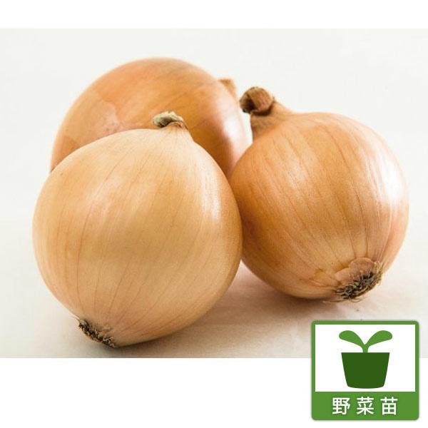 【発売日：2026年10月22日】プランターでも作れます 野菜苗 玉ねぎは手軽に栽培できて貯蔵もできる、いくつあっても困らない野菜です。 一般的には畑で栽培しますが、プランターでも作れるので、ベランダでも栽培が可能です。「つり玉」は濃い黄銅...