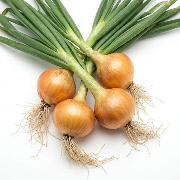 【発売日：2026年10月22日】プランターでも作れます 野菜苗 玉ねぎは手軽に栽培できて貯蔵もできる、いくつあっても困らない野菜です。 一般的には畑で栽培しますが、プランターでも作れるので、ベランダでも栽培が可能です。「春いちばん」は超極...