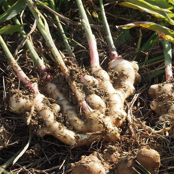 土佐龍馬しょうがは、大満足の大きさ、味と香り、生産量日本一の土佐ショウガ。大しょうがの中でも大きく立派の育つ、強健で育てやすい土佐の大生姜です。辛さはまろやかで、肉質はきめ細かく、風味は爽やかな品種で大人気です。薬剤等の処理は一切されていな...