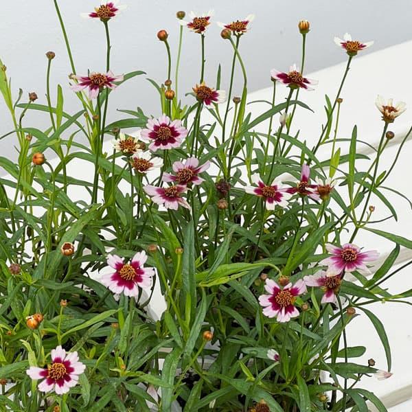 コレオプシスはマーブルローズ深みのある鮮やかなローズピンクの花色が特徴の宿根草です。分枝性に優れ、初夏から秋にかけて次々と開花します。耐暑性・耐寒性が高く丈夫で、花壇や鉢植えのアクセントに最適です。※詳しい商品説明は下のほうに記載があります