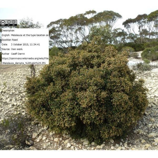 乾燥に強く観賞用にも向くコンパクトタイプ・花は蜜源植物としても メラレウカはカリステモンやユーカリに似た植物で、オーストラリア原産の常緑樹です。デンプタは乾燥地帯での植栽に適した品種で枝は細く、葉は針状で小さく、灰緑色です。春から夏にかけて...