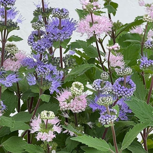 から上へ段々に花を咲かせます。カリオプテリスは花式部（ハナシキブ）とも呼ばれるダンギクの近縁種で、一般的な花色は紫色で小さな集合花を段状につけます。人気品種のパビリオンブルーとパビリオンピンクの2色植えです。下から上へ段々に花を咲かせ、華や...