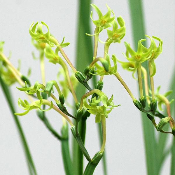 球根植物 ラペイロージアは南アフリカ原産の球根植物。山野草のような雰囲気で、ワイルドフラワーとして人気です。アヤメ科でヒメヒオウギの近縁種です。整った六弁花ブロッチが入る可憐な花です。強健で育てやすい品種です。成長も早く、鉢植えで楽しめ、ま...