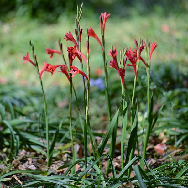 ワトソニアは南アフリカ原産のアヤメ科の球根植物で、グラジオラスを繊細にした雰囲気の花穂が魅力です。ワトソニア・コッキネアは、南アフリカのケープ州原産の品種です。ワトソニアの中では比較的コンパクトなわい性タイプです。鮮やかな赤色やオレンジがか...