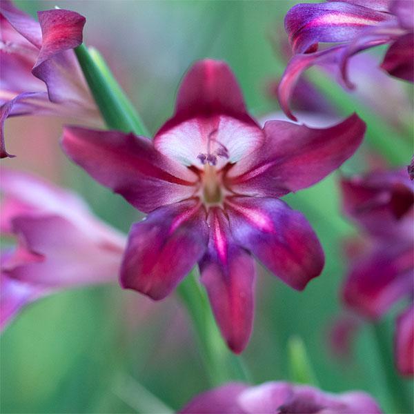 春植えのグラジオラスに先がけて咲く秋植えの品種です。小柄で柔らかなたたずまいが花色の粋なデザインと調和して清楚な空間を演出します。ミスティーローズは草丈が低いタイプで、赤紫色のグラデーションが入る大きな花が特徴です。切り花として流通する人気...