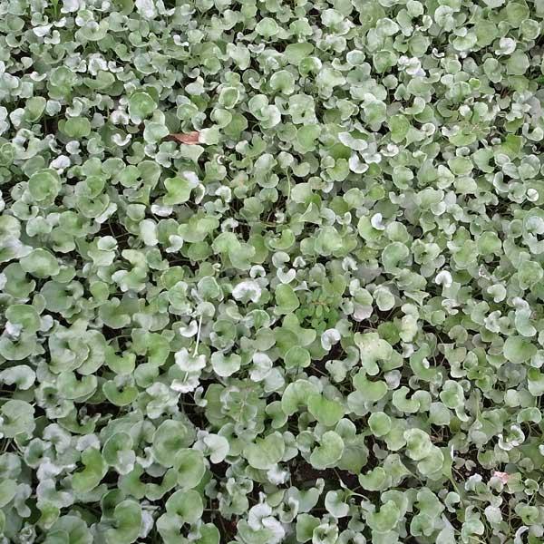 ★入荷から日数が経ったためセール価格となりました。商品の状態は画像と異なる場合があります。★グランドカバープランツとして人気のダイコンドラ（ディコンドラ）。ほふく茎を長く伸ばし、かわいいハート型の葉がよく茂ります。この品種は葉が美しいシルバ...