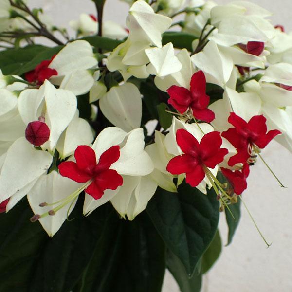 ゲンペイカズラは白いガクと紅色の花冠が鮮やかな常緑つる性植物です。源平の旗に見立てて源平カズラと呼ばれます。初夏から秋まで長い間花を楽しめるので、夏の鉢花として人気です。花弁が落ちた後はガク片が紫色に変化します。※詳しい商品説明は下のほうに...