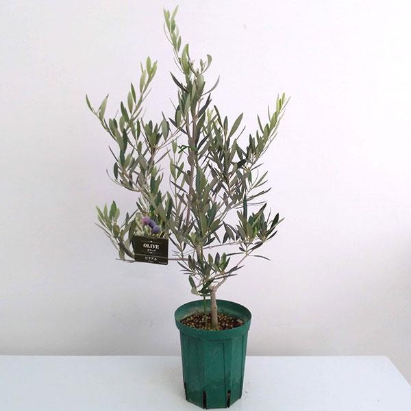 オリーブは地中海原産のモクセイ科の常緑中高木。太陽の光と温暖な気候を好みます。年間を通してきれいな葉を茂らせ、ガーデン用の樹木として一番人気となっています。丈夫で育てやすく、大きく育てれば丸い実も楽しめます。ピクアルはわきから枝が出て葉間が...