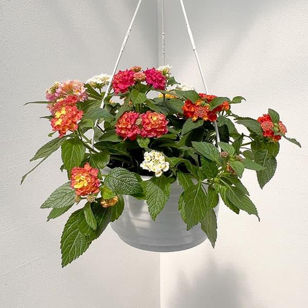 ランタナは丈夫な夏の花。小さな花が半球状に集まって、春から晩秋まで長期間にわたってたくさん咲き続けます。白、オレンジ、ピンク、赤などさまざまな色合いの花が咲くカラフルな鉢植えです。生育力おう性で、暖地では常緑のまま冬も開花しつづけます。この...